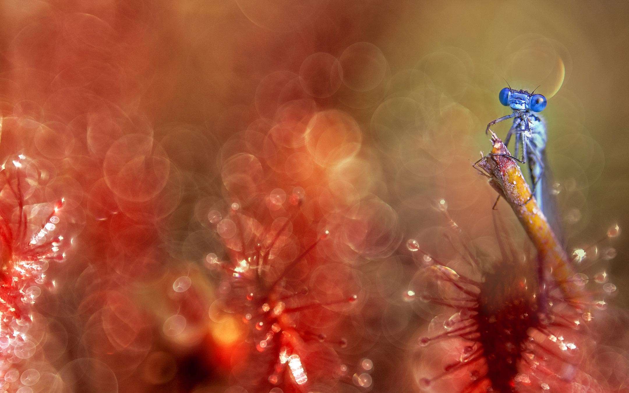 Dragonfly: stop al motore di Google per la Cina?